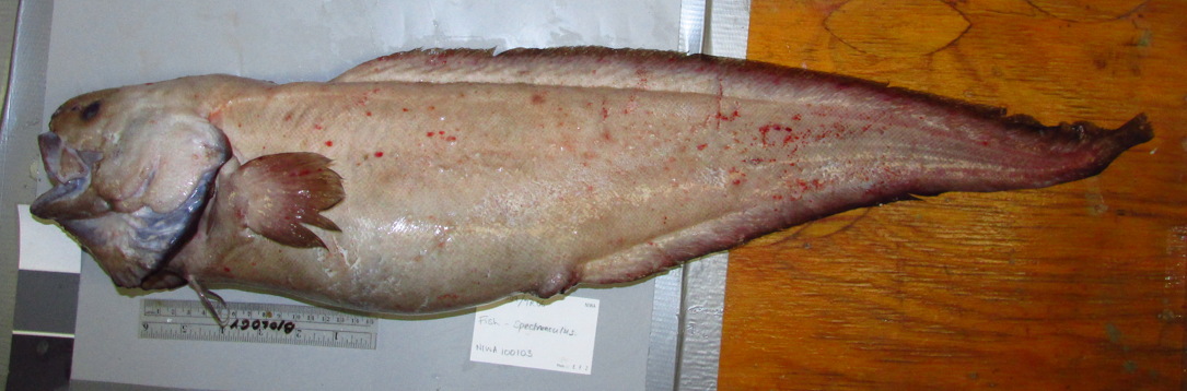 Paul Yancey's DEEP-SEA PAGES